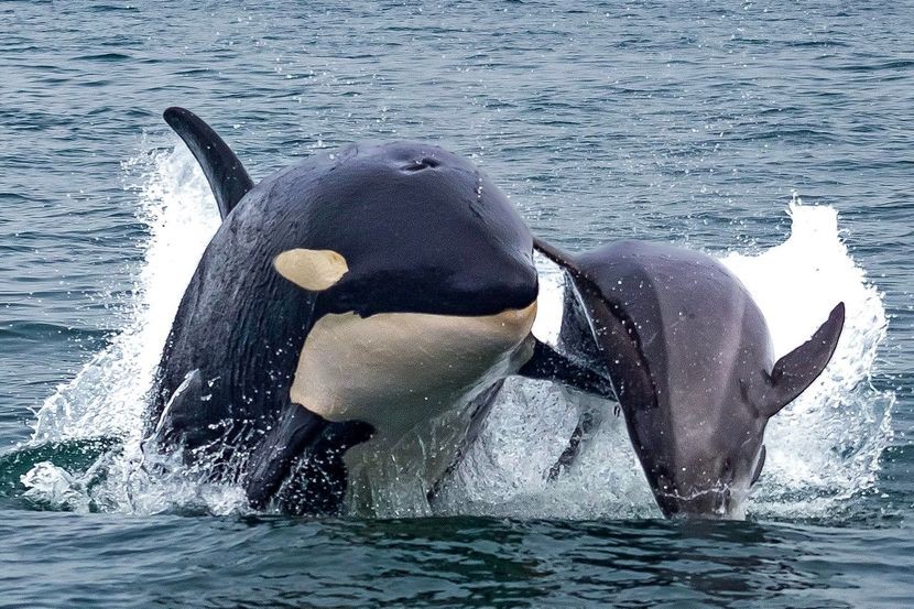 Китови убијци нападнале јахта во близина на Шпанија една жена е тешко повредена