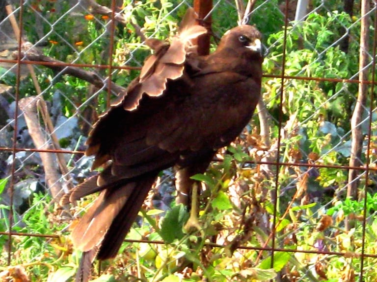 Јастреб нападнал човек што трча во Шкотска, му направил 6 дупки на ...