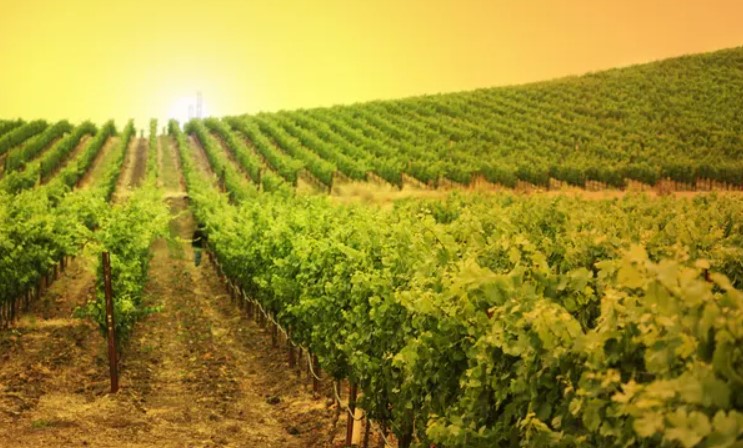 ОД ЛОЗЈЕ ПАРИ НЕМА, НЕКА ИМА ФОТОВОЛТАИЦИ: Неготинци даваат ниви на ...