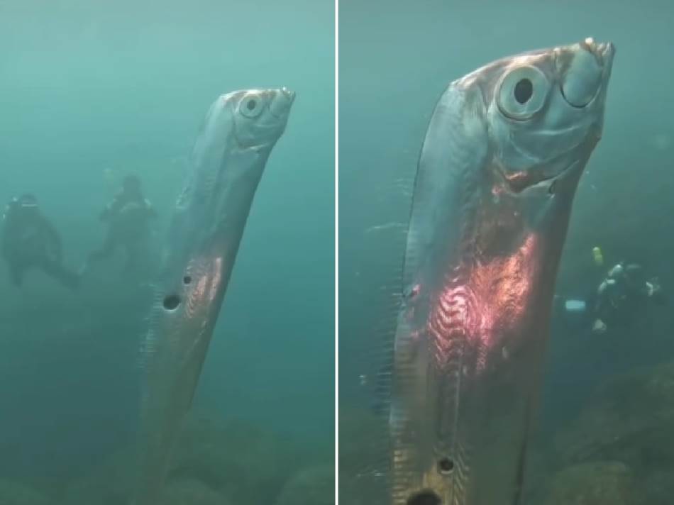 ВИДЕНА „РИБА НА СУДНИОТ ДЕН“, СИТЕ ВО СТРАВ: Се верува дека е знак за ...